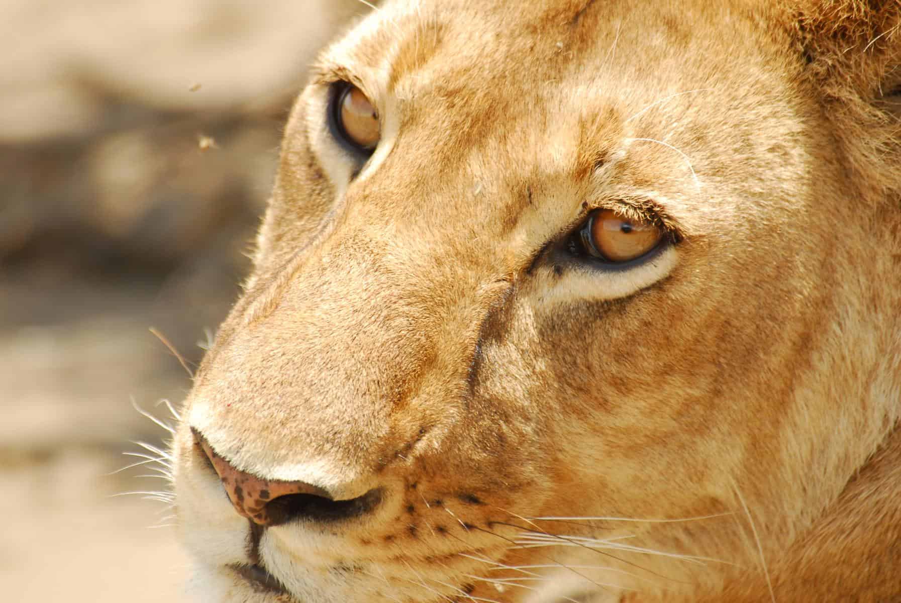 Songa Tented Camp | Discover Africa