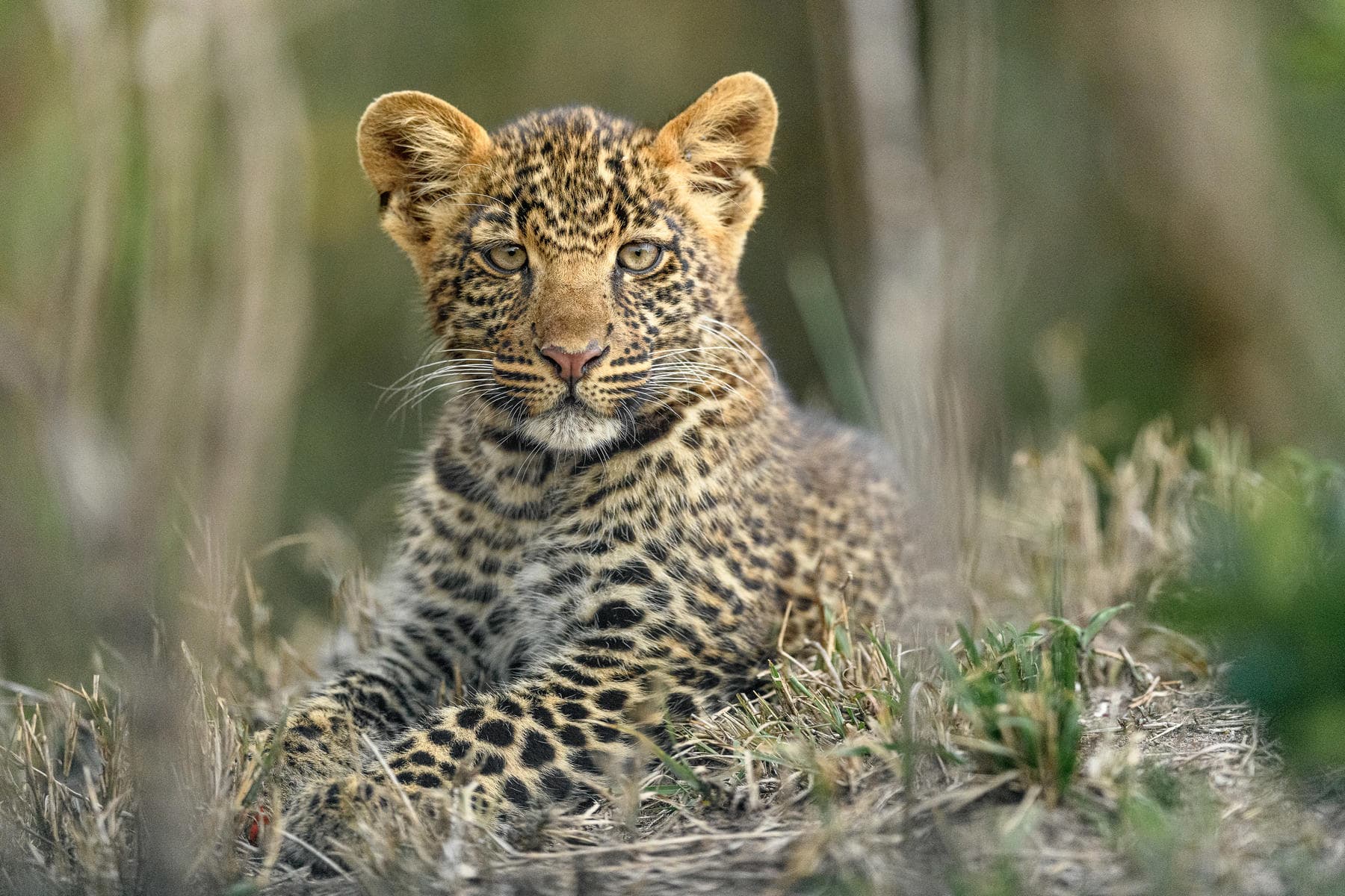 How Do African Leopards Hunt in the Dark? | Discover Africa