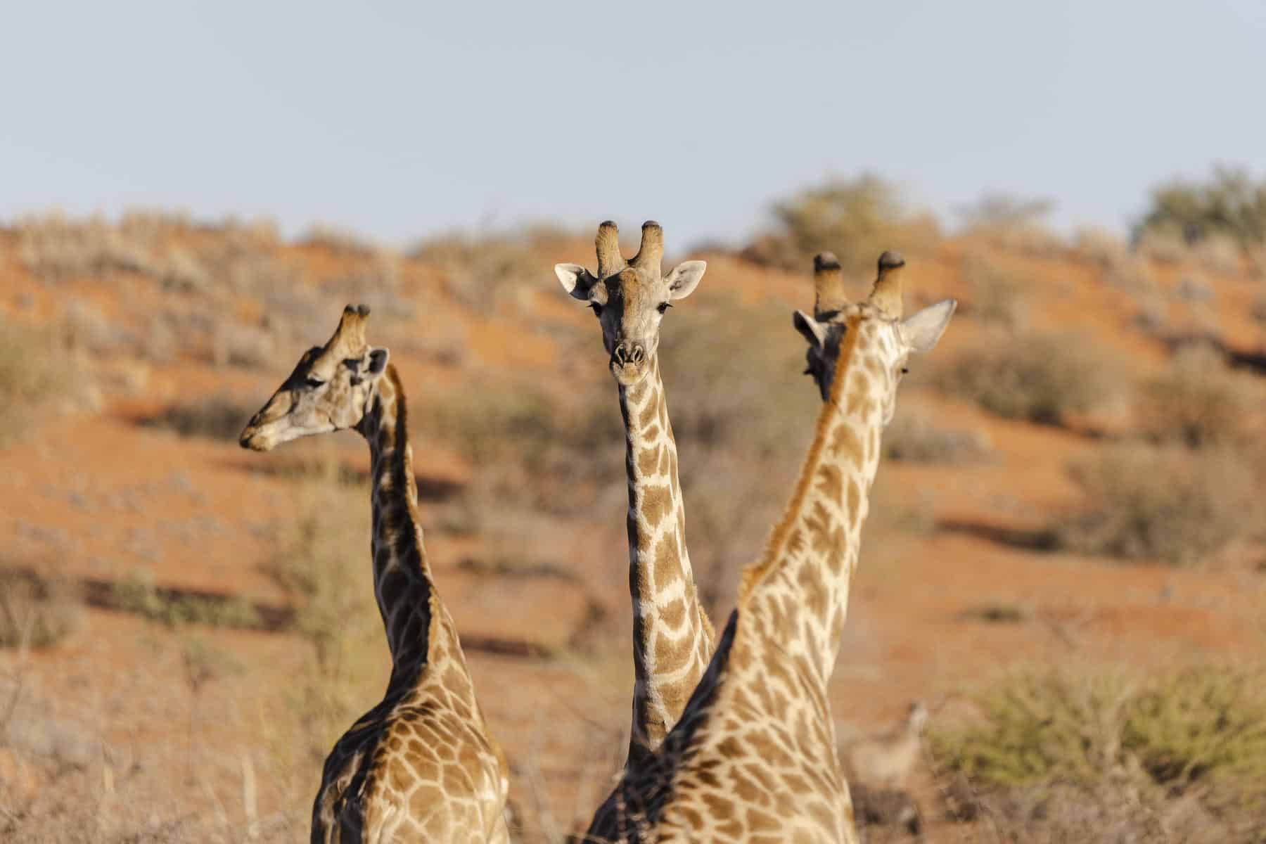A Short Guide to the Central Kalahari Game Reserve | Discover Africa