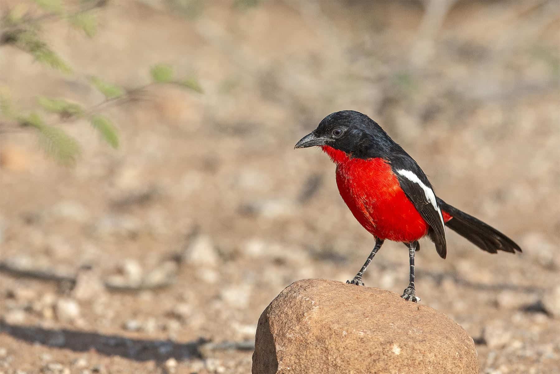 10 Birds to Spot on Safari in Namibia | Discover Africa