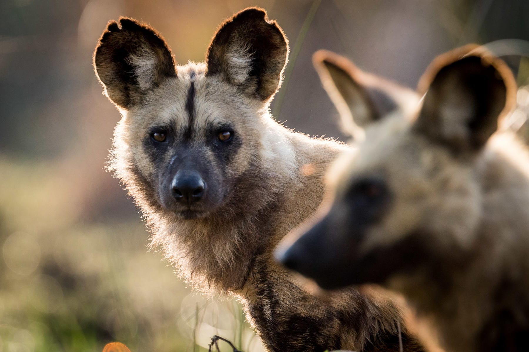 The African Wild Dog: Facts and Photos | Discover Africa