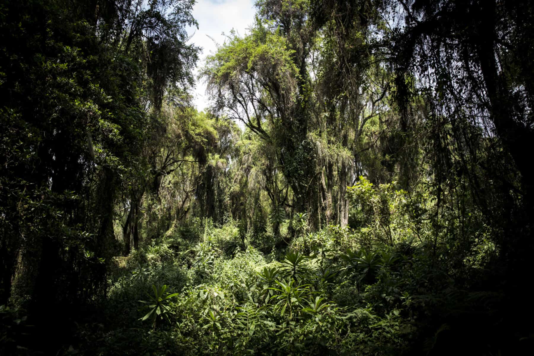 Wilderness Bisate Bisate Lodge, Rwanda | Discover Africa